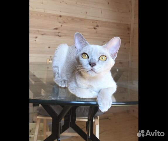 Бурманское лиловое чудо