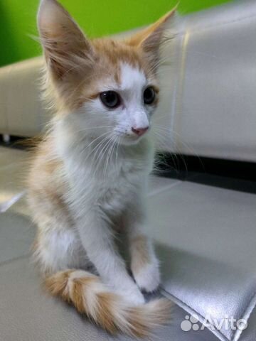 Котёнок ищет дом