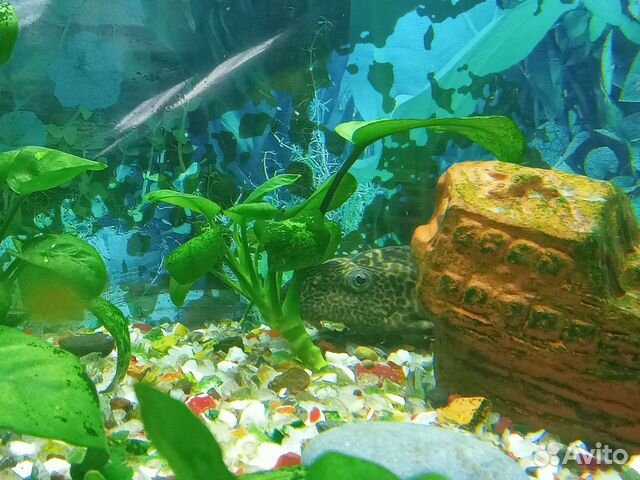 Украшение для аквариума