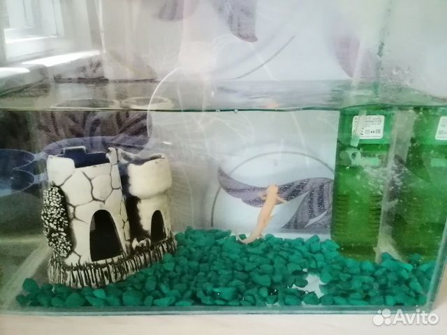 Иглистый тритон