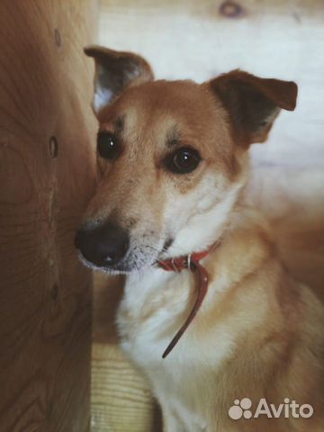 Застенчивый пёс Бароша ищет свою семью