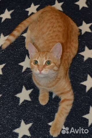 Морковка котенок в добрые руки