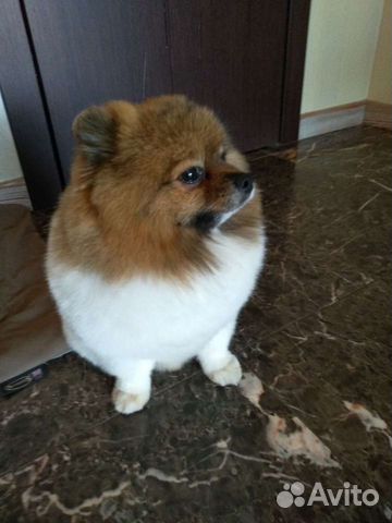 Немецкий цверг шпитц Демми