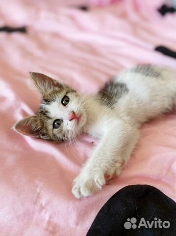 Котенок в добрые руки