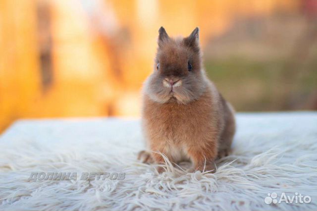 Львиноголовый супер-карликовый кролик