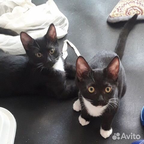 Маркизики в добрые руки