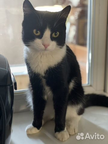 Котик в добрые руки