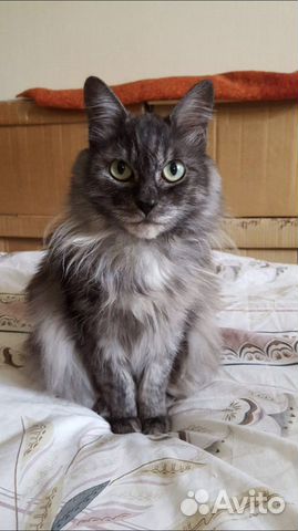 Ласковая кошка Фея в добрые руки, стерилизована