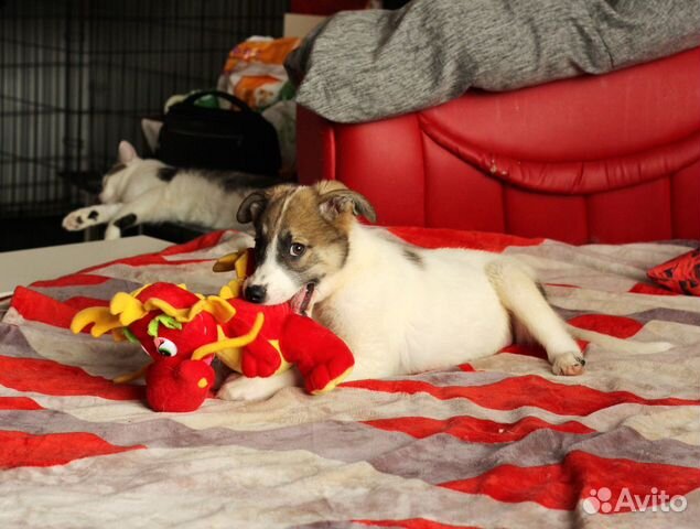 Домашний щенок Принц, умный и верный, в дар