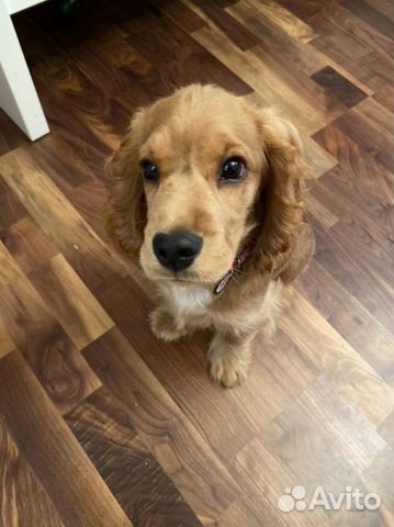 Кокер спаниель