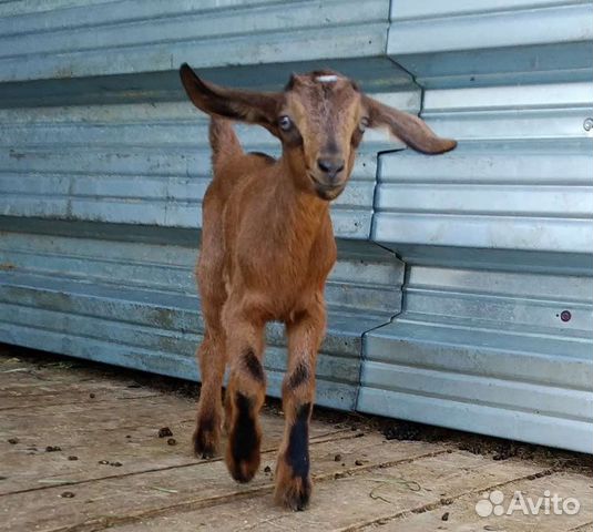 Поменяю козочку на козла от года