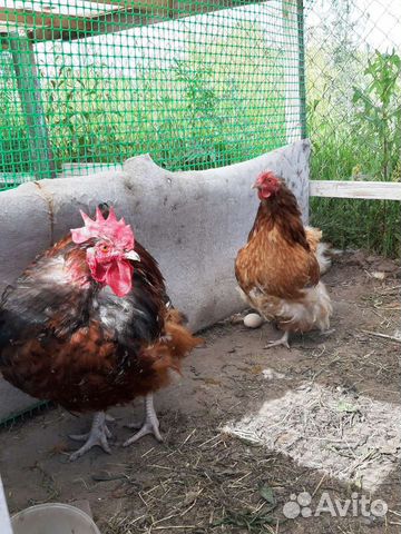Петушки Мраморного орпингтона