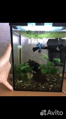 Аквариум 10 литров. Креветочник. Нанокуб