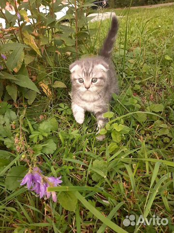 Шотландские котята