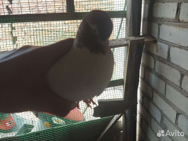 Продам Голубя