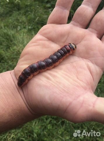 Гусеница древоточца пахучего