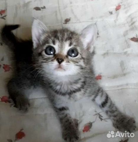 Котёнок девочка 5 недель