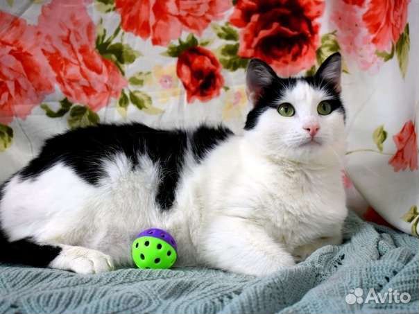 Котик