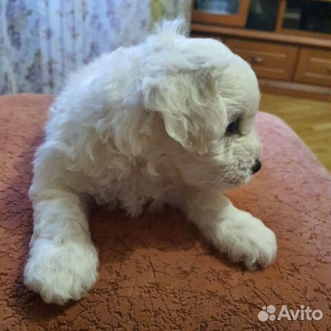 Щенки бишон фризе