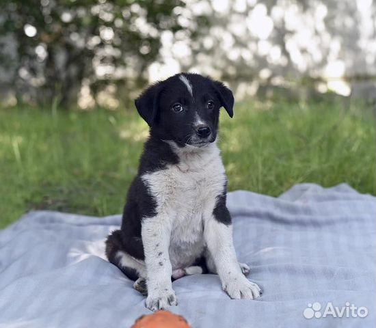 Малыш Моник ищет дом