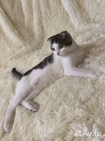 Вислоухий котенок в добрые руки