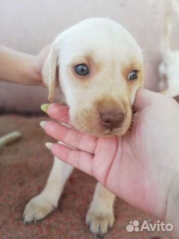 Щенки лабрадора палевые