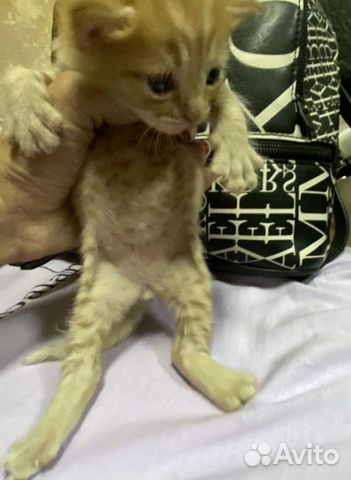 Пушистый котёнок полуперс