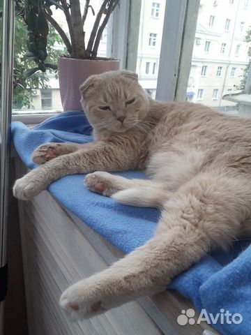 Потерялся кот