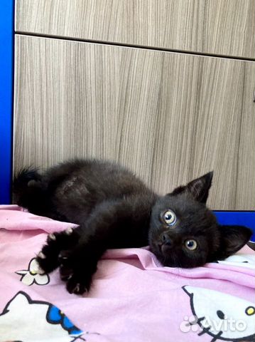 Маленький совёнок