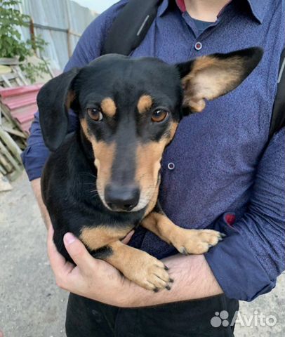 Такса ищет старого хозяина