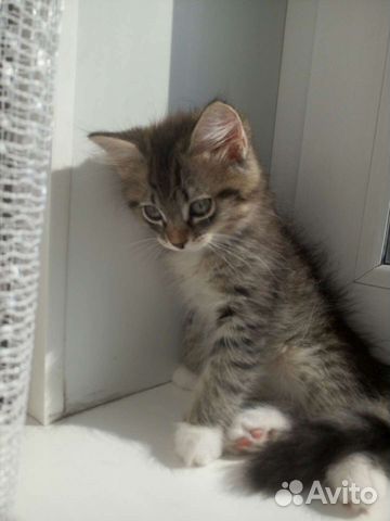 Котенок Сибиряк
