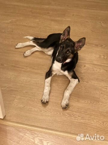 Ласковое чудо - Грета