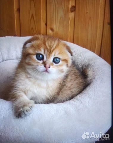 Шотландец золотой эксклюзивный