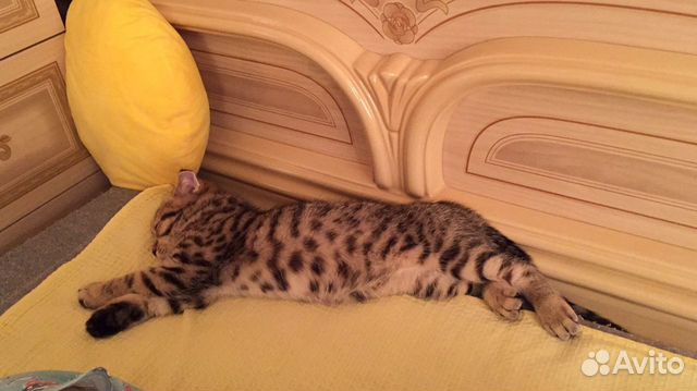 Шотландский кот вязка