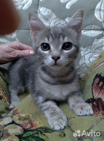 Котики ищут добрых хозяев