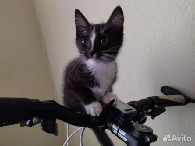Котенок девочка