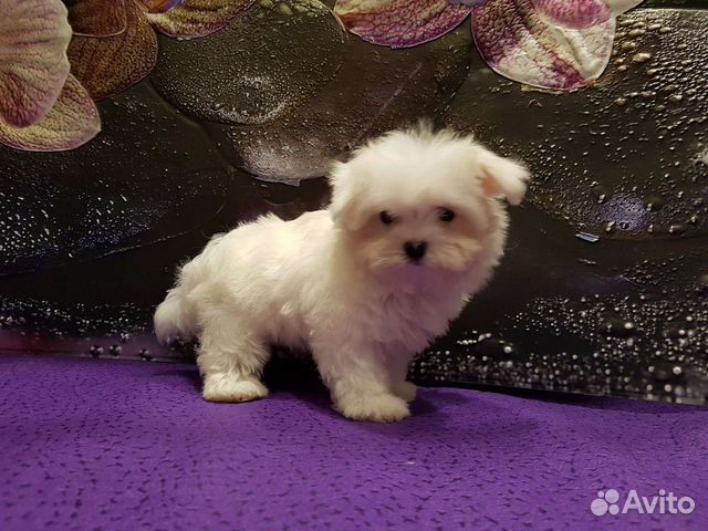 Щенки мальтийской болонки