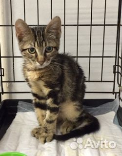 Милейший котенок Тигрик полосатым Другом в Ваш дом