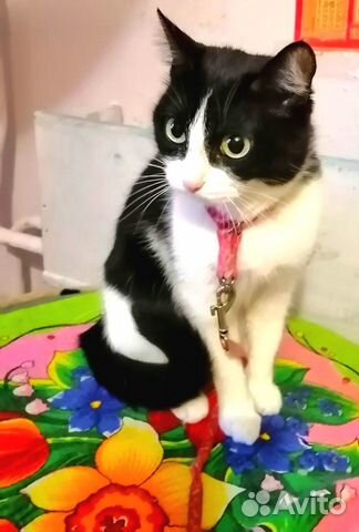 Кошки в добрые руки