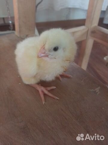 Продам цыплят бройлеров