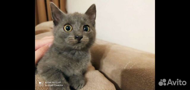 Британский котёнок (митис)