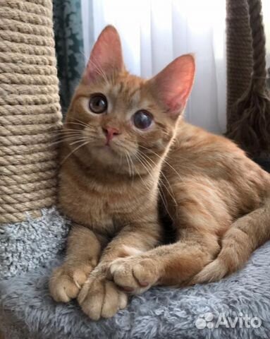 Рыжий котенок в добрые руки