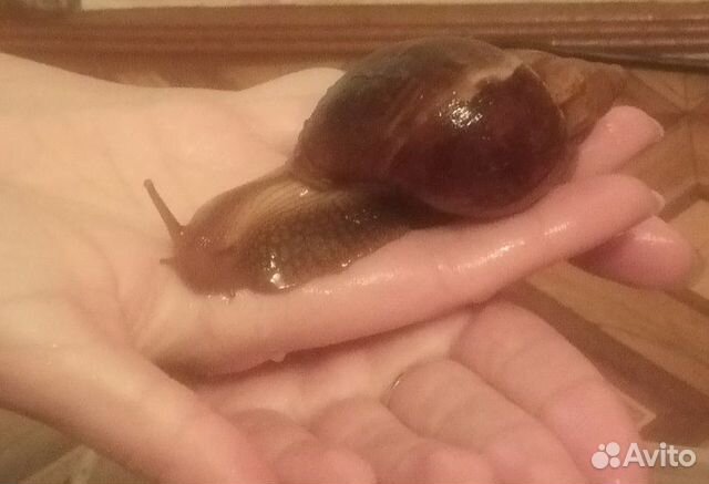 Улитки ахатины