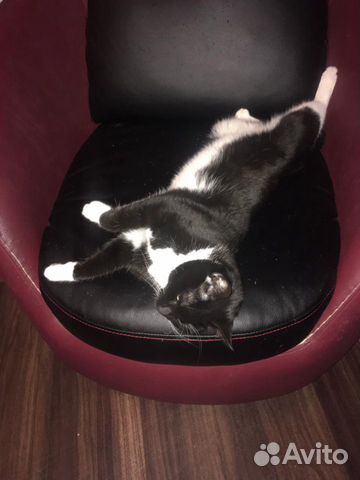 Кошечка в добрые руки