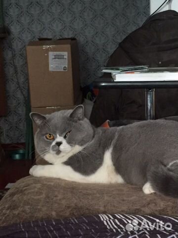 Британец в добрые руки