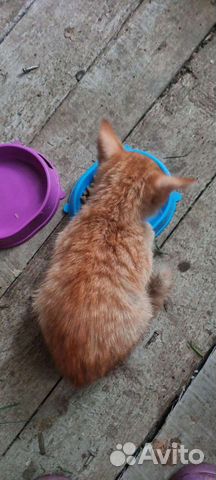 Рыжик в дар