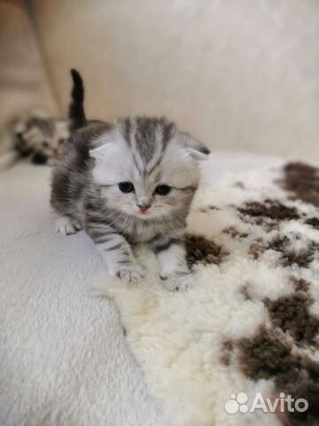 Шотландские котята