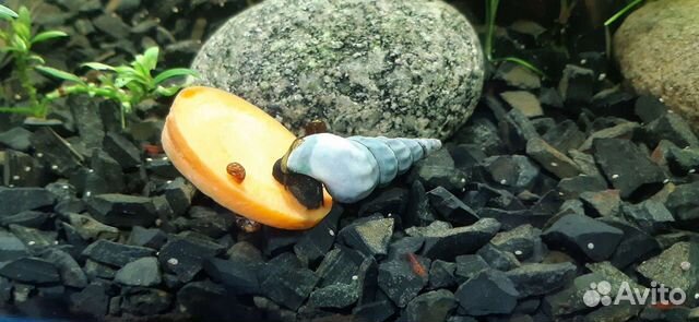 Улитка-геркулес