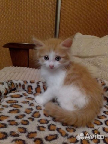 Котенок в добрые руки