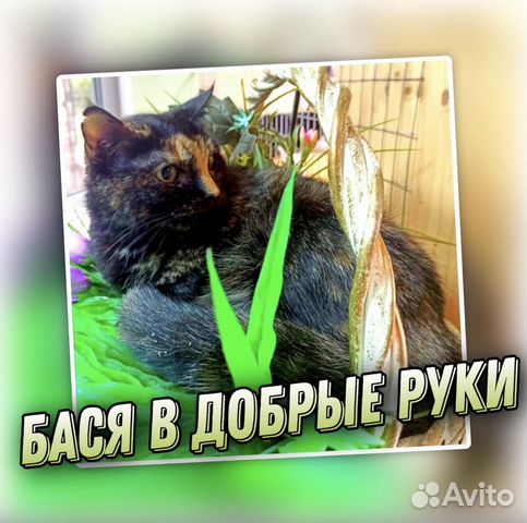Бася в добрые руки